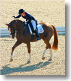 USDF Connection: Official Publication of the United States Dressage ...